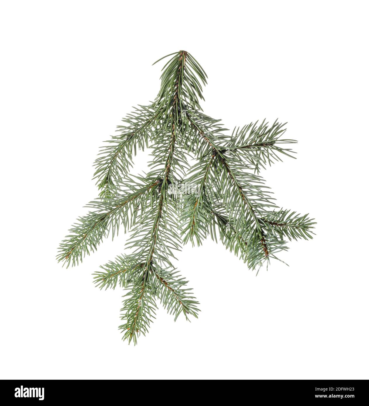 Blue spruce tree branches Cut Out Stock Images & Pictures - Alamy
