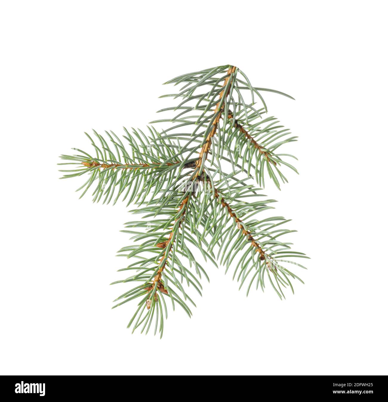 Blue spruce tree branches Cut Out Stock Images & Pictures - Alamy