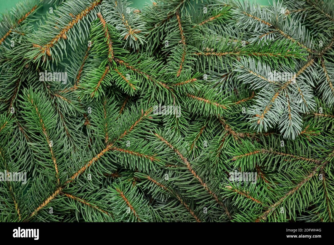 Engelmann Spruce Needles High Resolution Stock Photography and Images ...