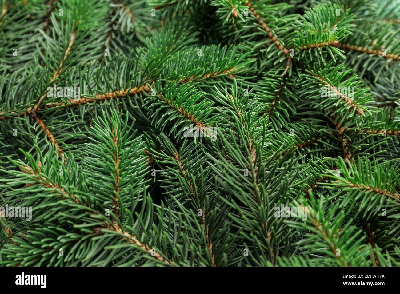 Engelmann spruce tree hi-res stock photography and images - Alamy
