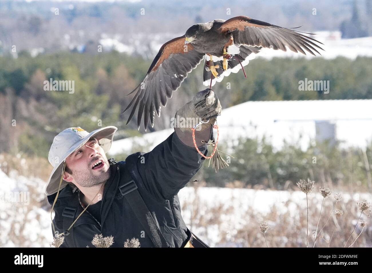 Harris Hawk trained in falconry Stock Photo - Alamy