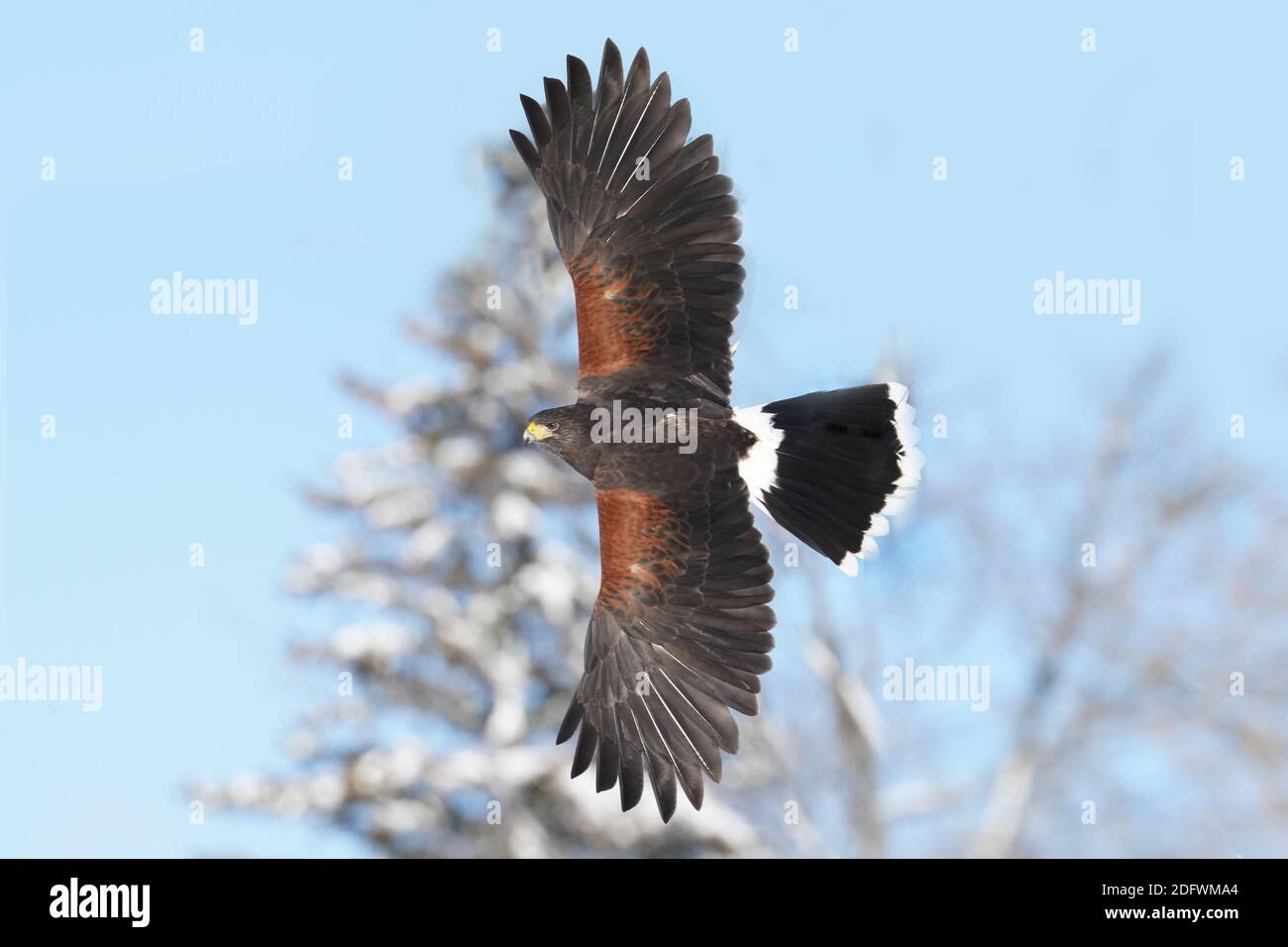 Harris Hawk trained in falconry Stock Photo - Alamy