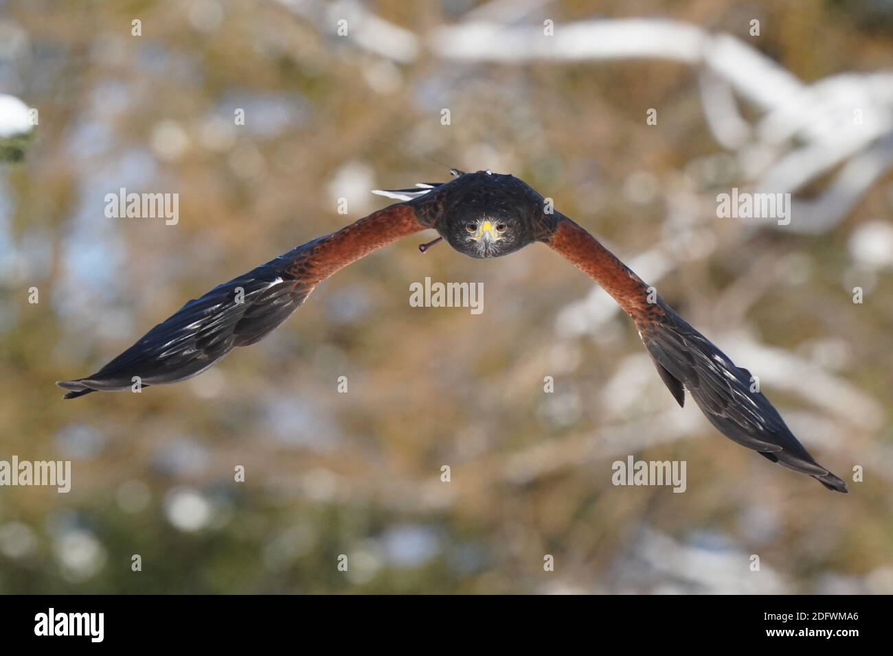 Harris Hawk trained in falconry Stock Photo - Alamy
