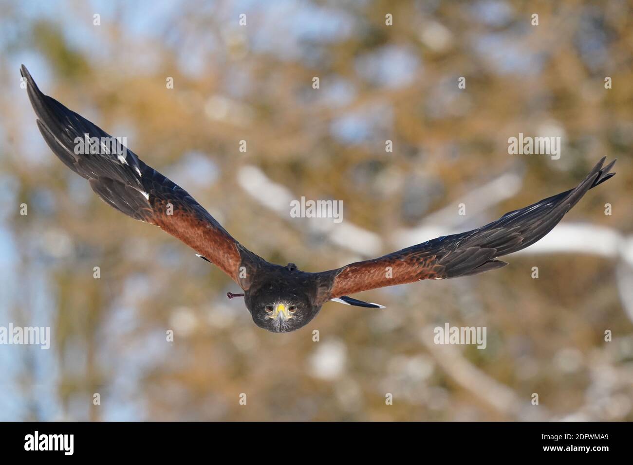 Harris Hawk trained in falconry Stock Photo - Alamy
