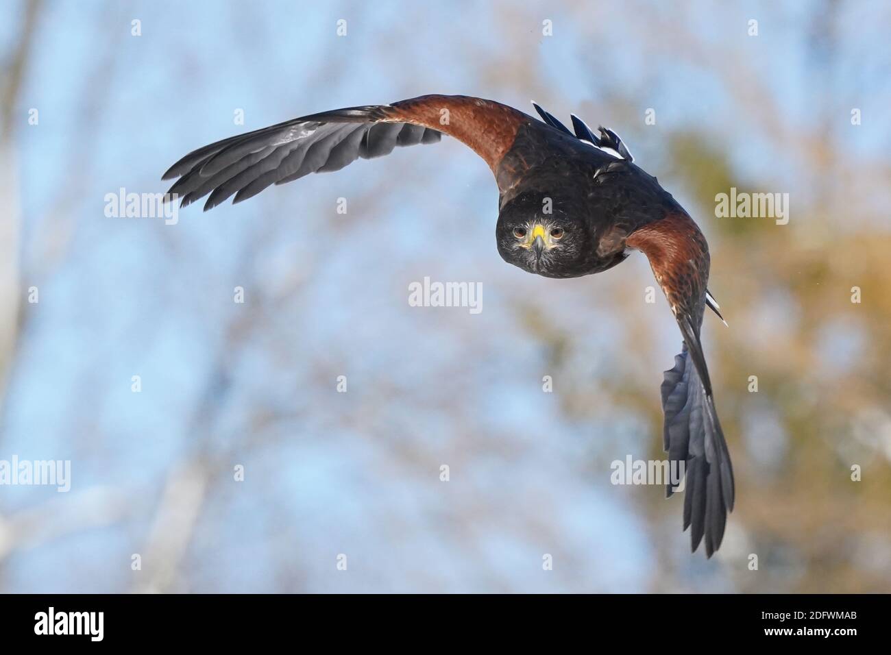 Harris Hawk trained in falconry Stock Photo - Alamy