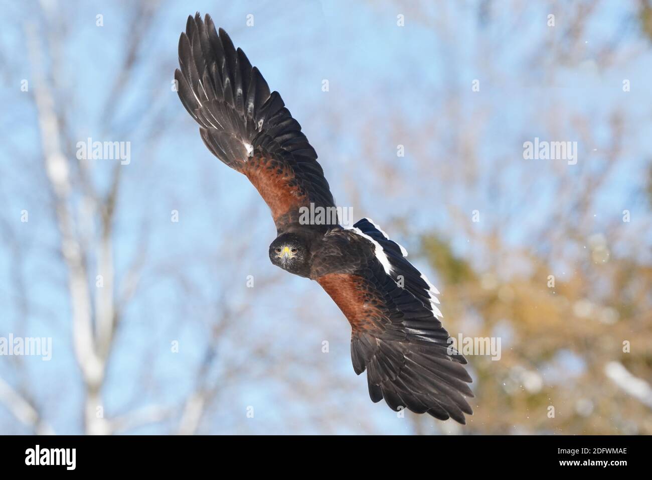Harris Hawk trained in falconry Stock Photo - Alamy