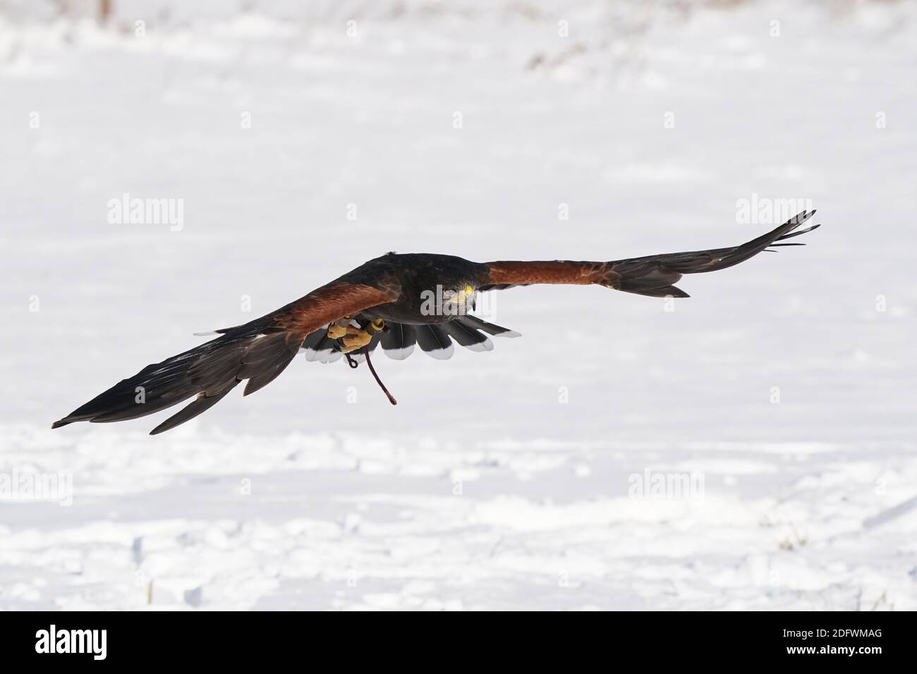 Harris Hawk trained in falconry Stock Photo - Alamy