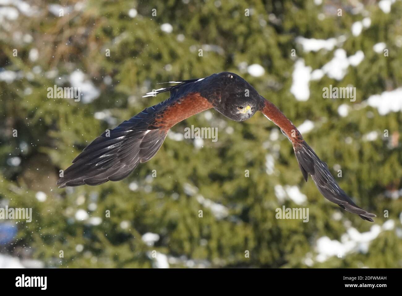 Harris Hawk trained in falconry Stock Photo - Alamy