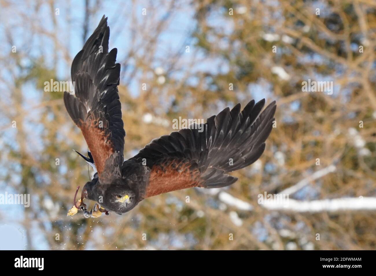 Harris Hawk trained in falconry Stock Photo - Alamy