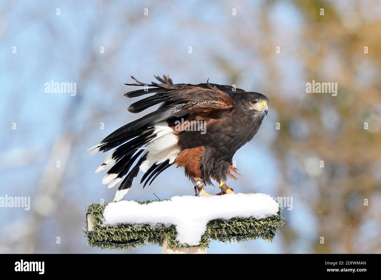 Harris Hawk trained in falconry Stock Photo - Alamy