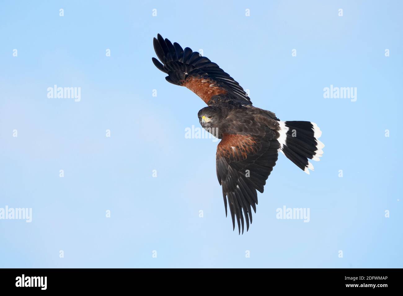 Harris Hawk trained in falconry Stock Photo - Alamy