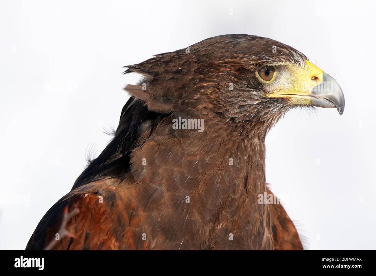 Harris Hawk trained in falconry Stock Photo - Alamy