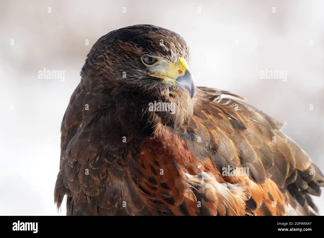 Harris Hawk trained in falconry Stock Photo - Alamy