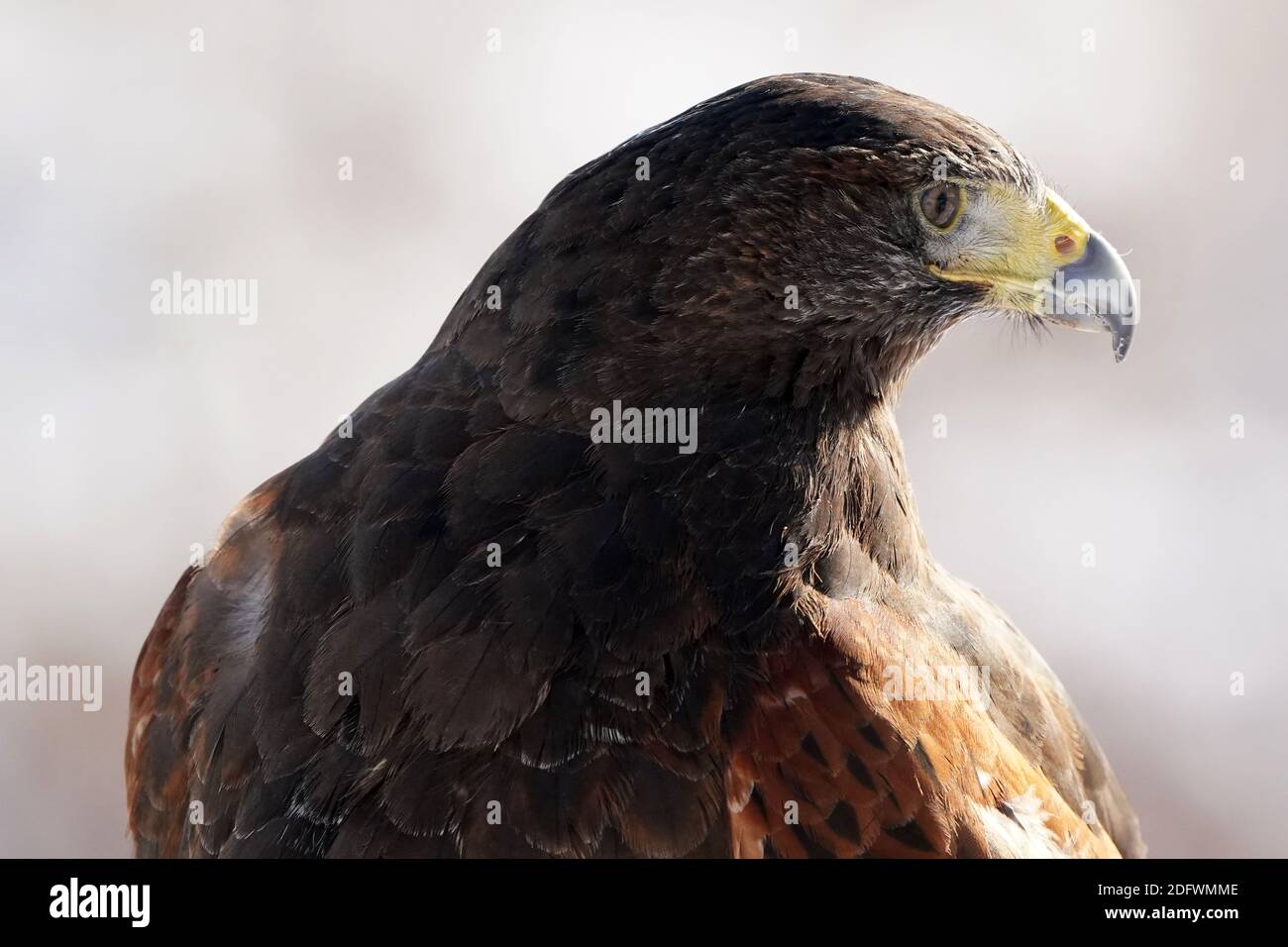 Harris Hawk trained in falconry Stock Photo - Alamy