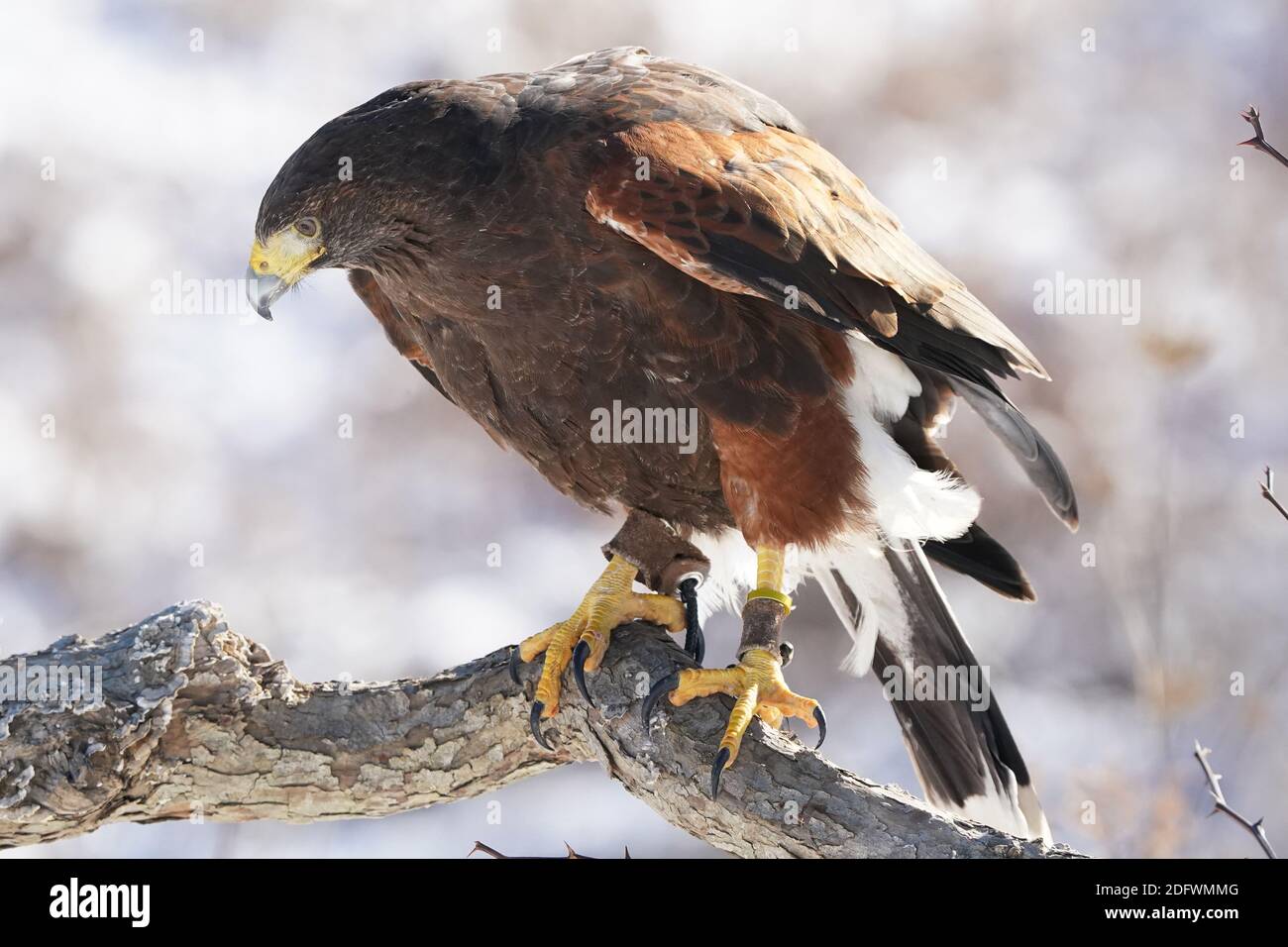 Harris Hawk trained in falconry Stock Photo - Alamy