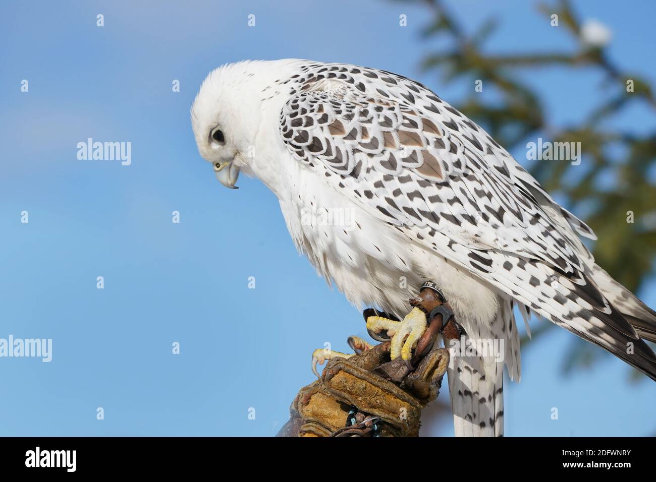 Black gyrfalcon hi-res stock photography and images - Alamy
