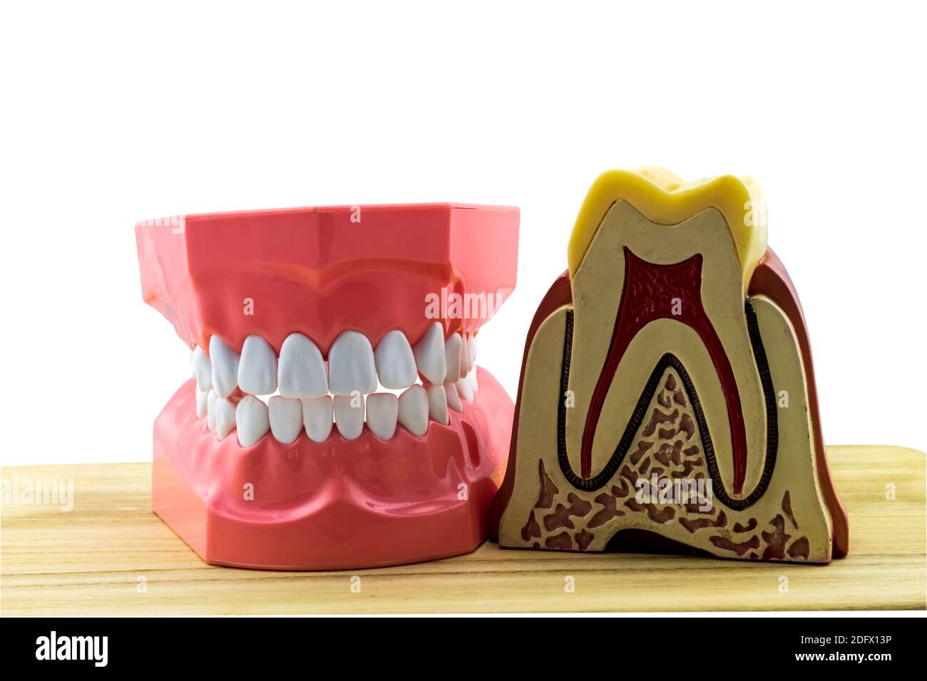 Big tooth model for demonstation on white wooden background.Saved with ...