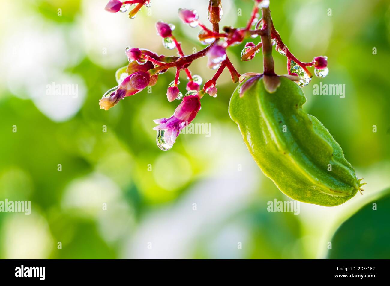 Vegetable Star Fruit Carambola High Resolution Stock Photography and ...