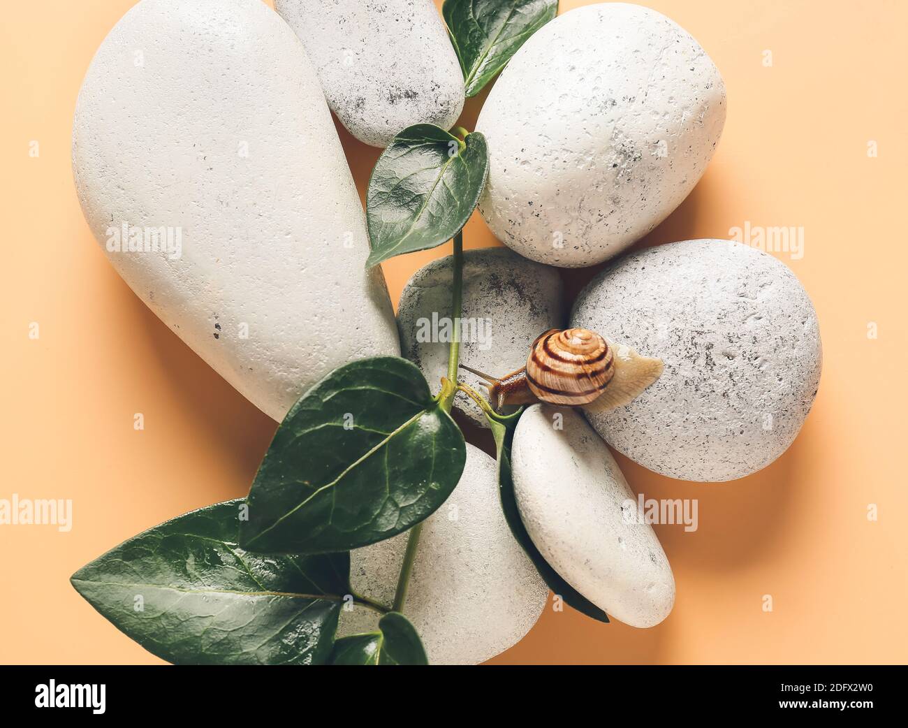 Snail, pebbles and green leaves on color background Stock Photo - Alamy