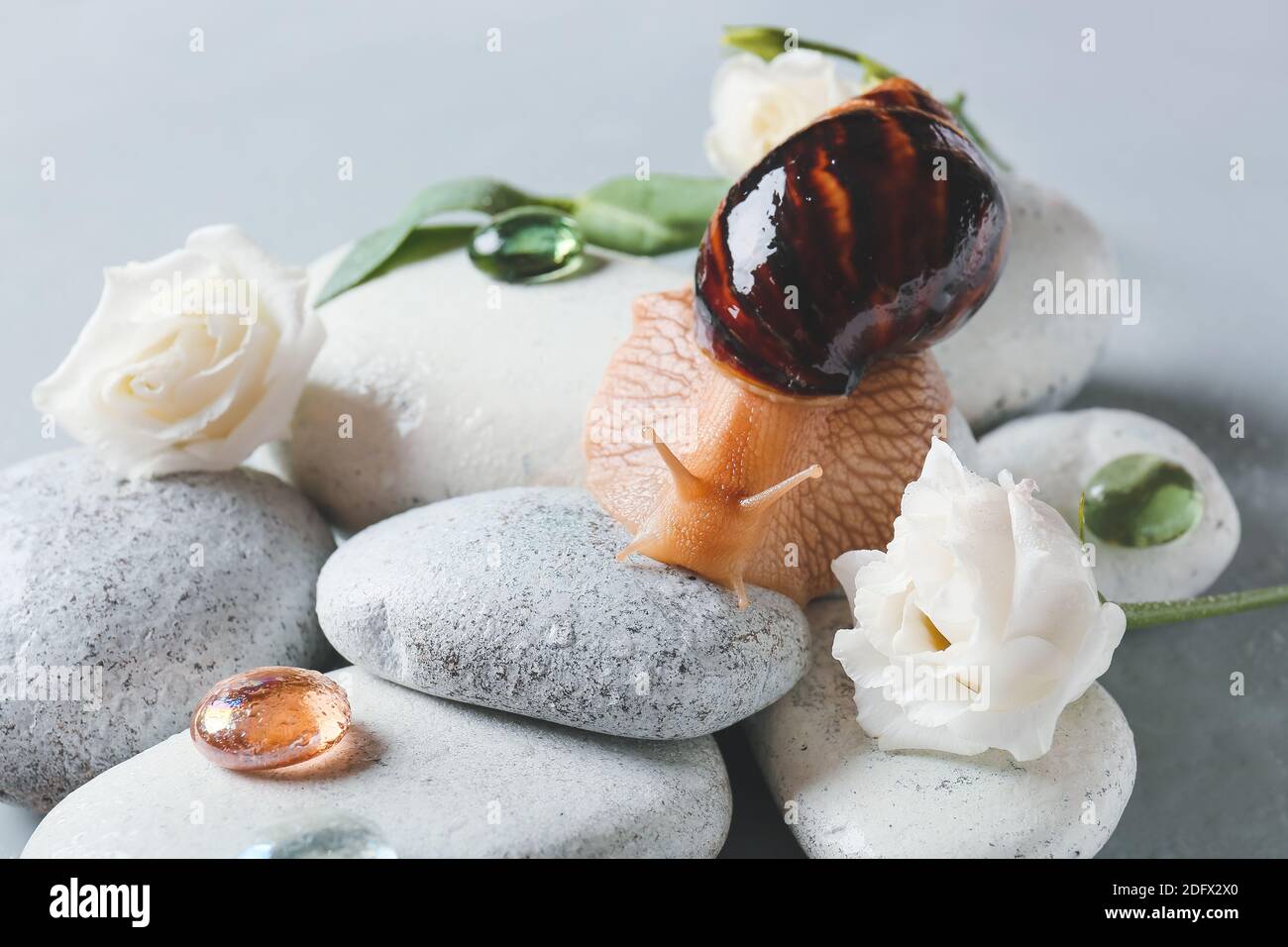 Snail, pebbles and flowers on grey background Stock Photo - Alamy