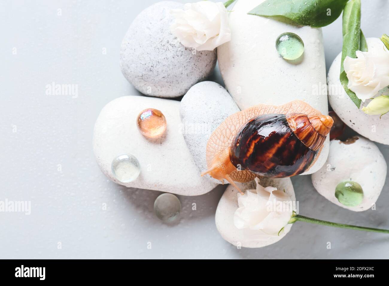 Snail, pebbles and flowers on grey background Stock Photo - Alamy