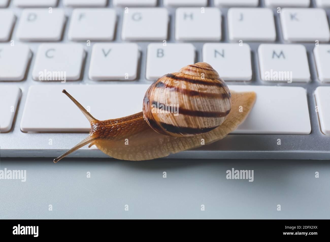 Snail crawling on computer keyboard Stock Photo - Alamy