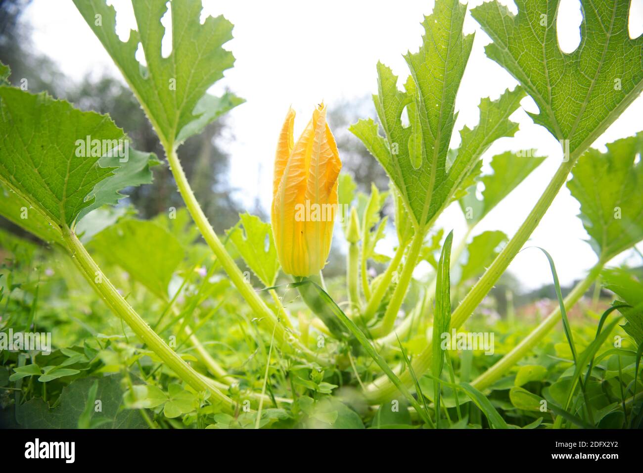 Courgette on plant hi-res stock photography and images - Alamy