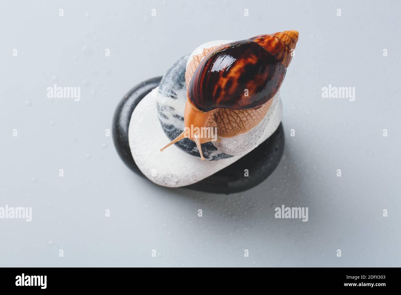 Snail and stack of pebbles on grey background Stock Photo - Alamy
