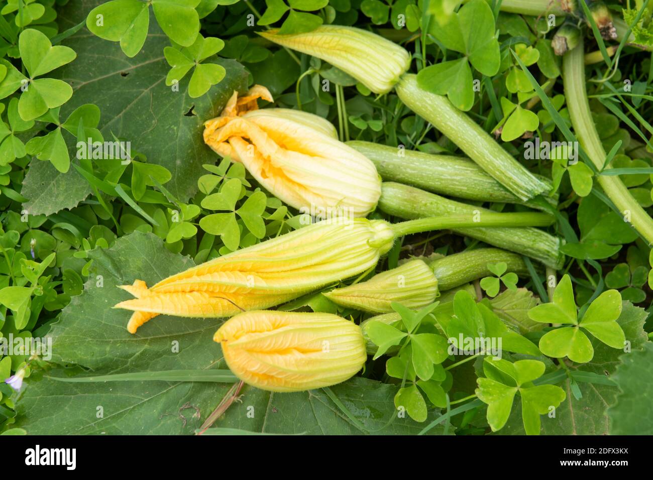 Zucchini italian cuisine flower hi-res stock photography and images - Alamy