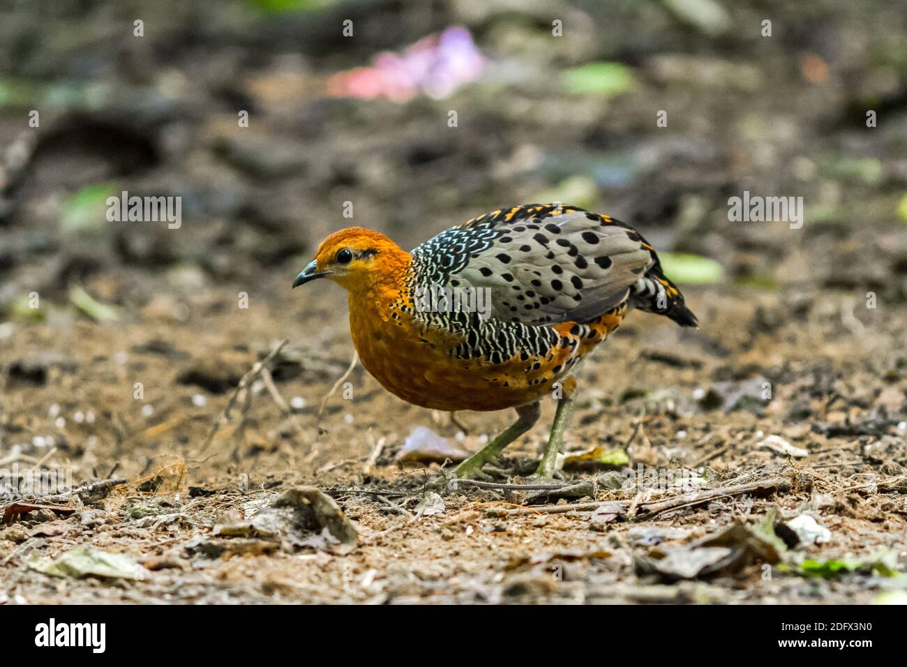 Close up of very rare bird Ferruginous Partridge(Caloperdix oculea) in ...