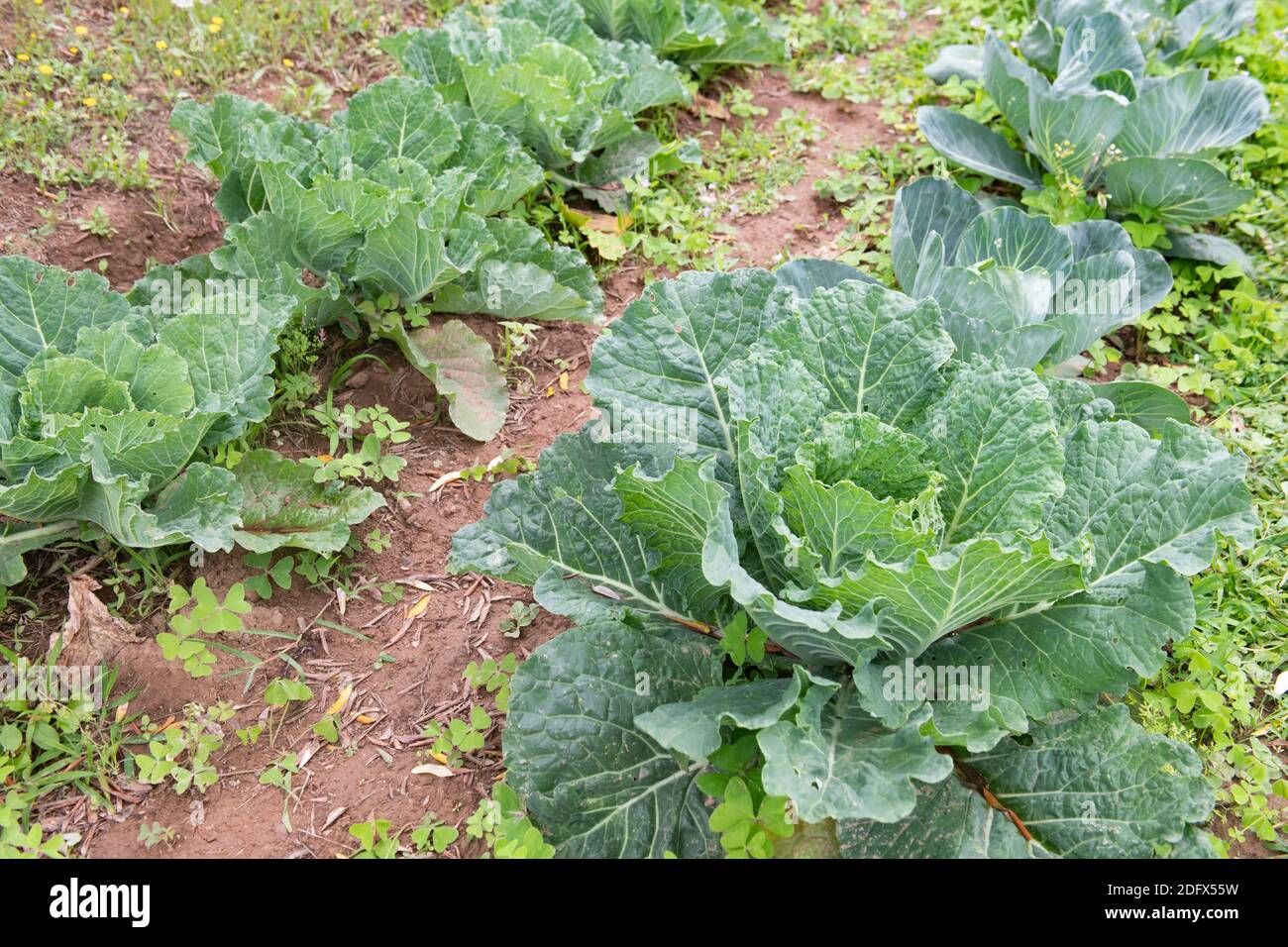 Agriculture black hi-res stock photography and images - Alamy