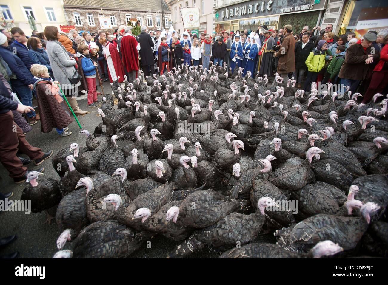 Christmas' traditional turkeys'parade of Licques, near Calais, France ...