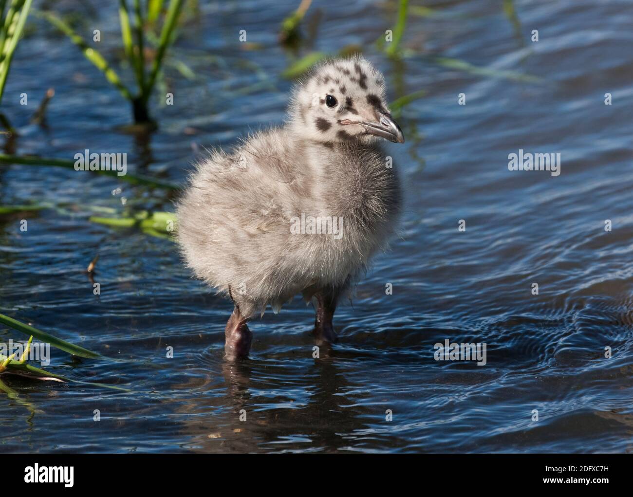 Baby seagull hi-res stock photography and images - Alamy