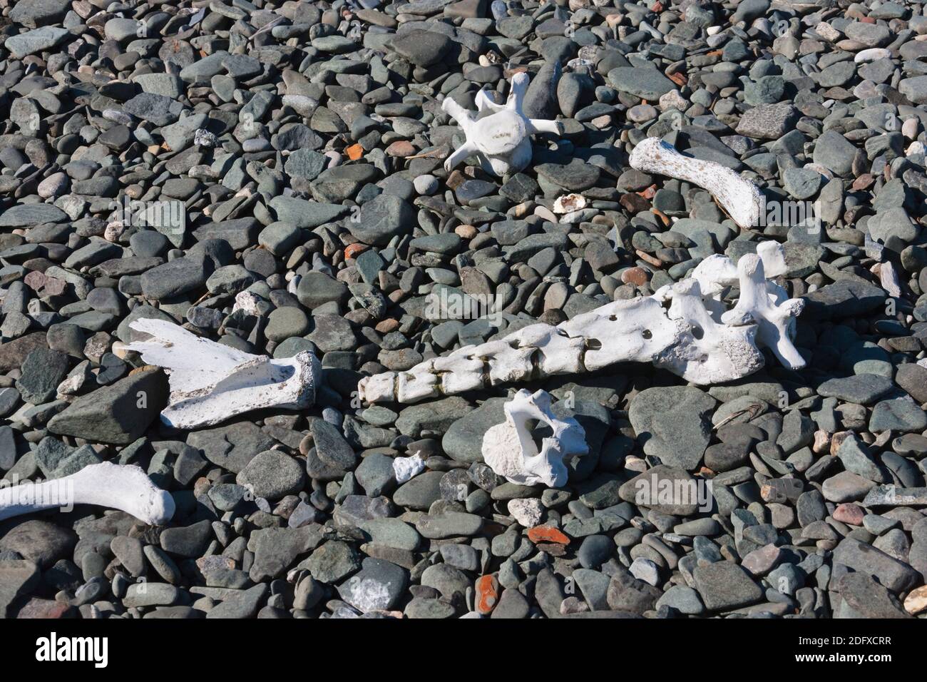 Whale bone, Yttygran Island, Bering Sea, Russian Far East Stock Photo ...