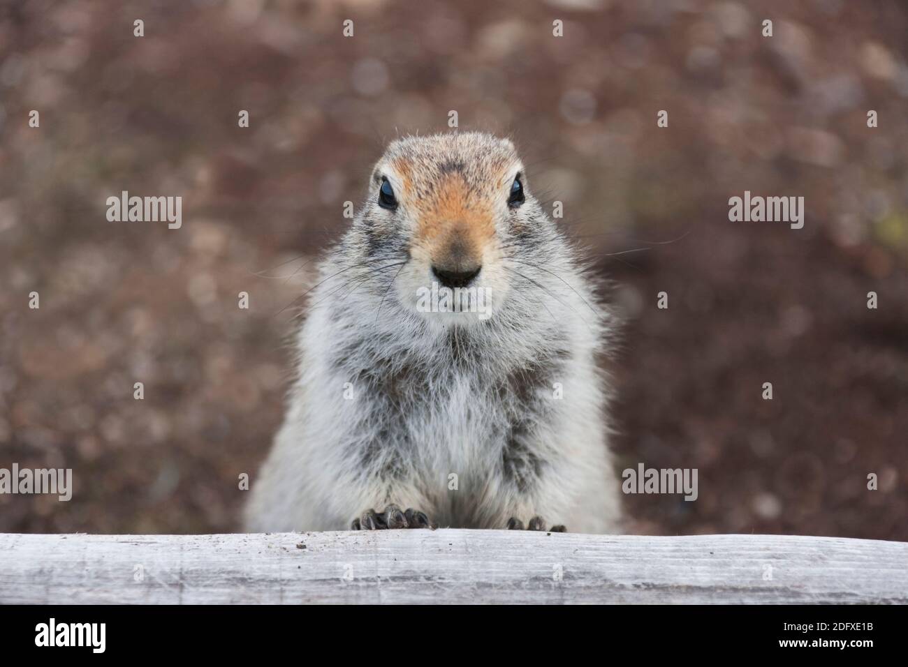 Ground squirrel, Chukchi Peninsula, Russian Far East Stock Photo - Alamy