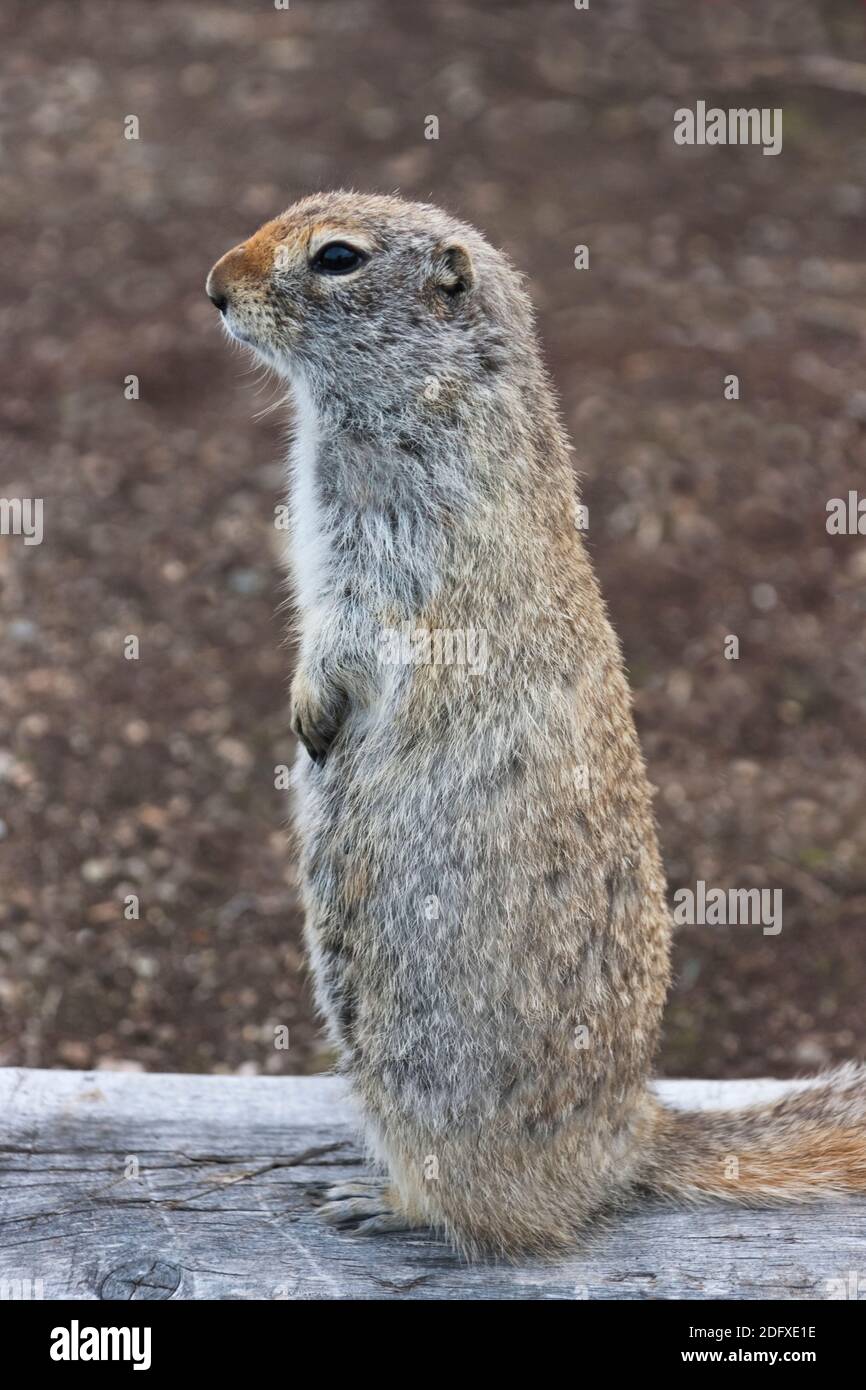 Ground squirrel, Chukchi Peninsula, Russian Far East Stock Photo - Alamy
