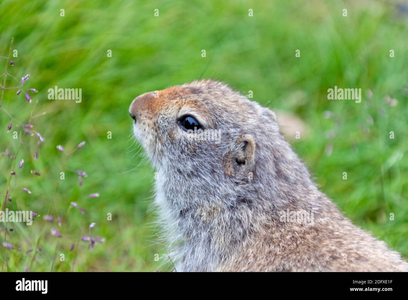 Ground squirrel, Chukchi Peninsula, Russian Far East Stock Photo - Alamy