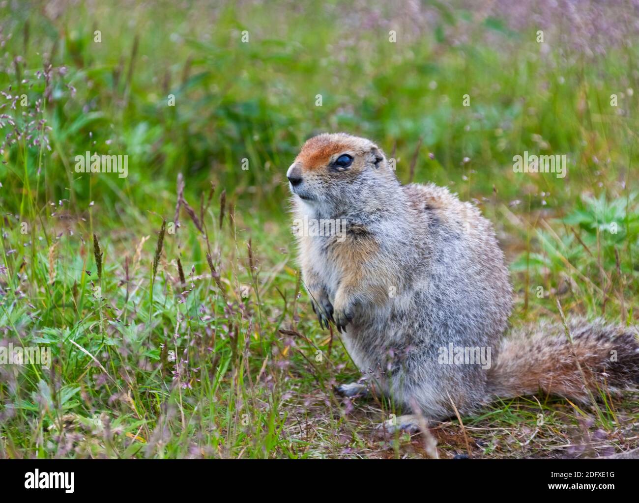 Ground squirrel, Chukchi Peninsula, Russian Far East Stock Photo - Alamy