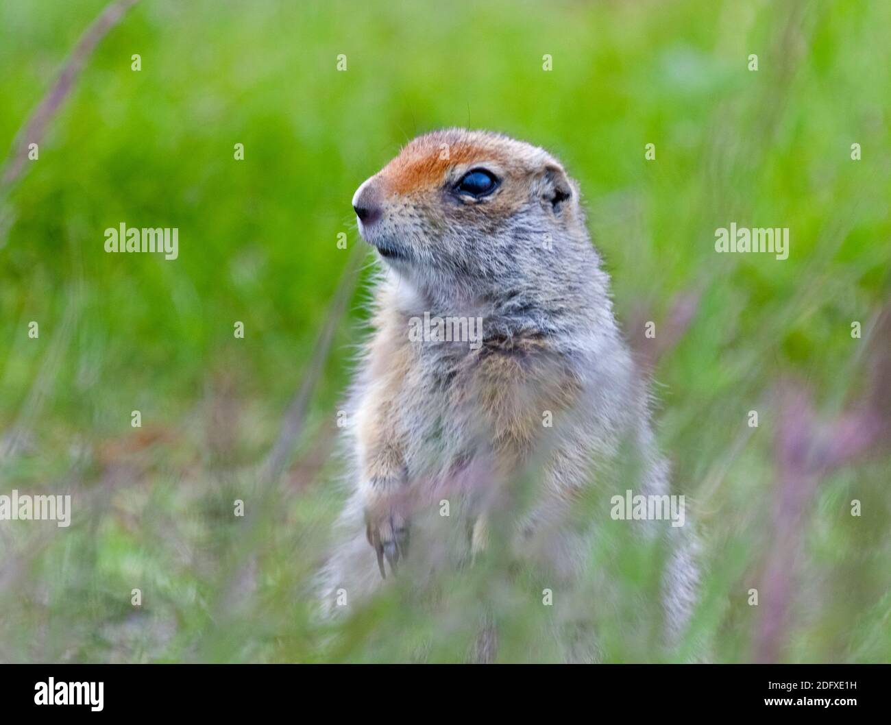 Ground squirrel, Chukchi Peninsula, Russian Far East Stock Photo - Alamy