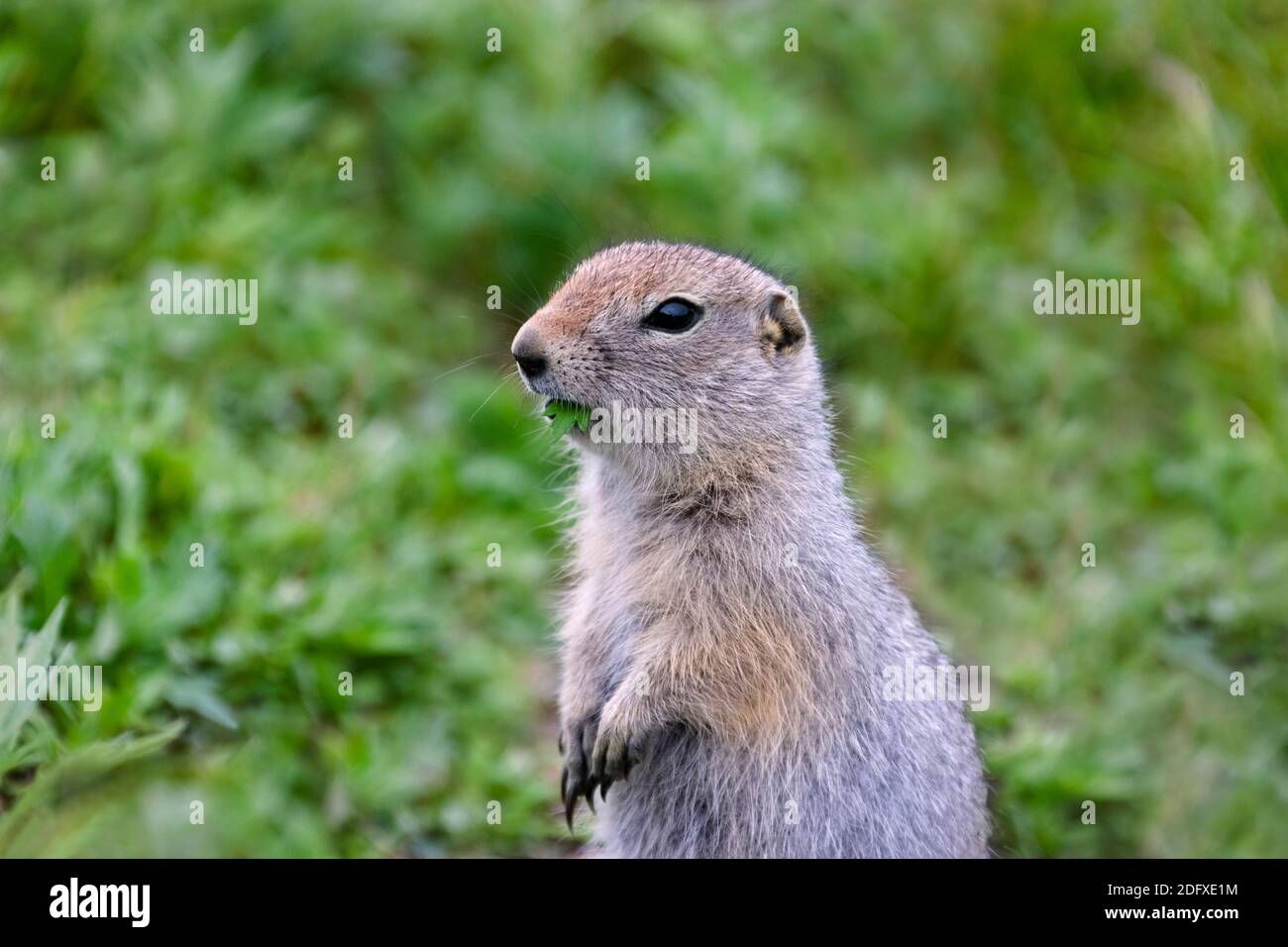 Ground squirrel, Chukchi Peninsula, Russian Far East Stock Photo - Alamy