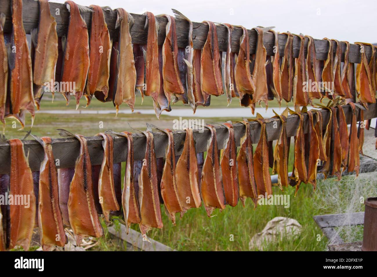 Local Uelen people drying salmon, Chukchi Peninsula, Russian Far East ...