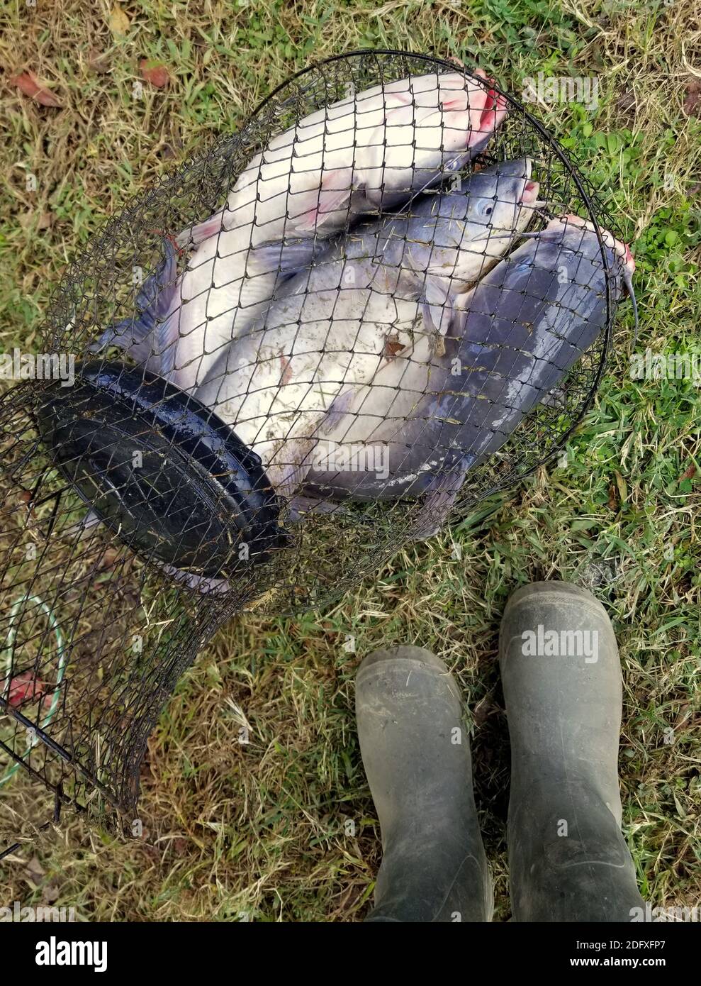 Big channel catfish inside a cage on the ground, next to rain boots ...