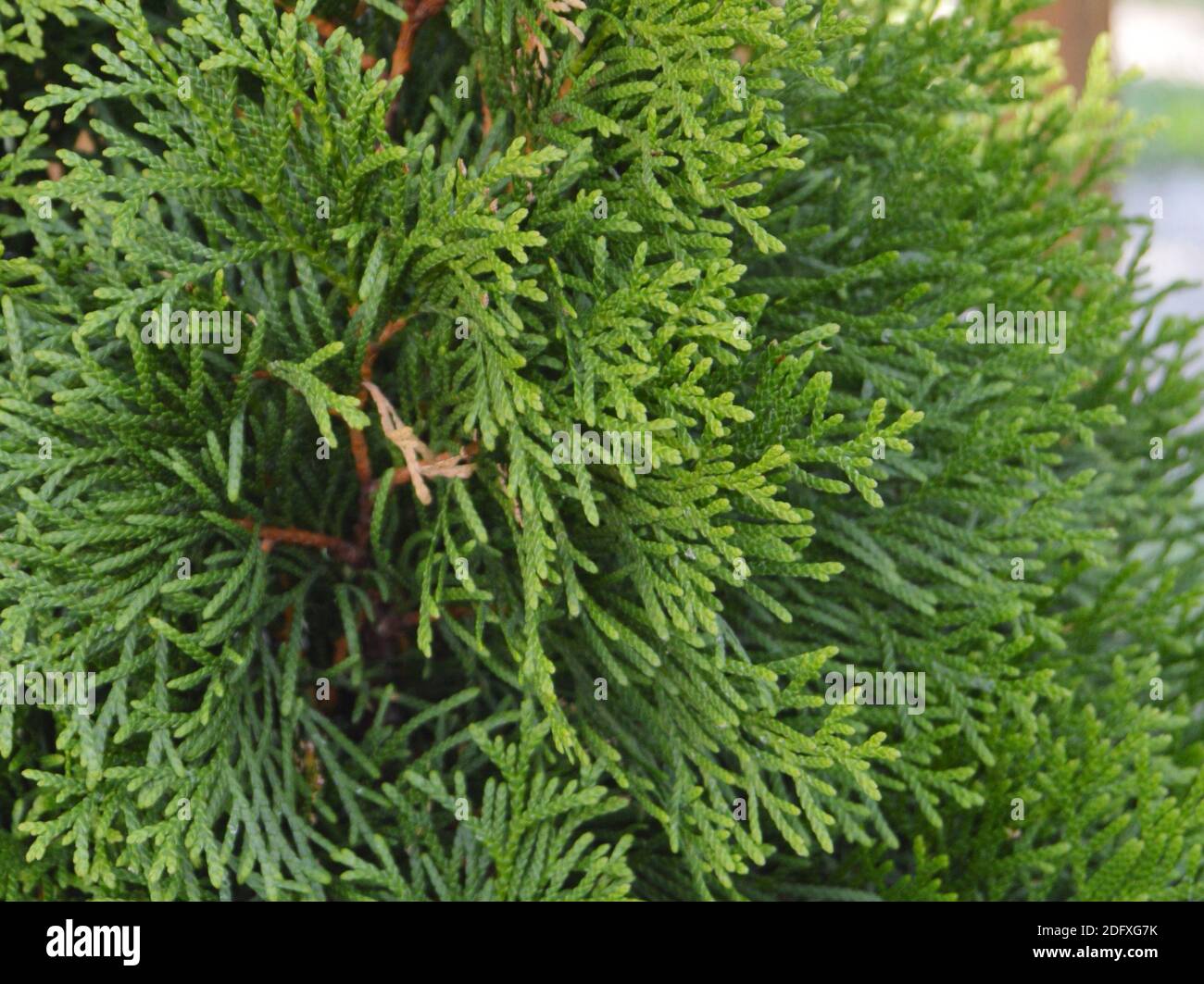 Thuja occidentalis background.Thuja occidentalis is an evergreen ...