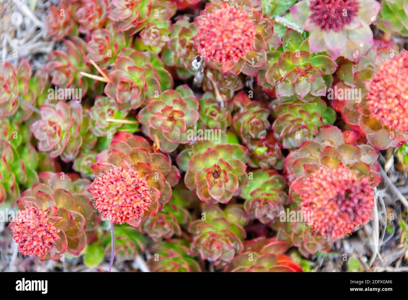 Arctic cactus, Wrangel Island, Russian Far East Stock Photo - Alamy