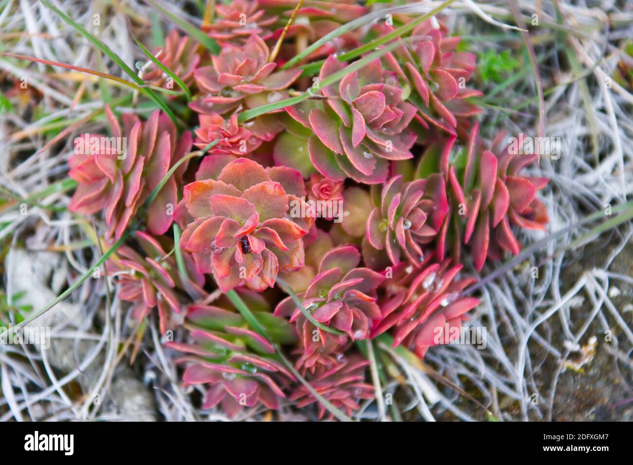 Arctic cactus, Wrangel Island in Chukchi Sea, Russian Far East Stock ...
