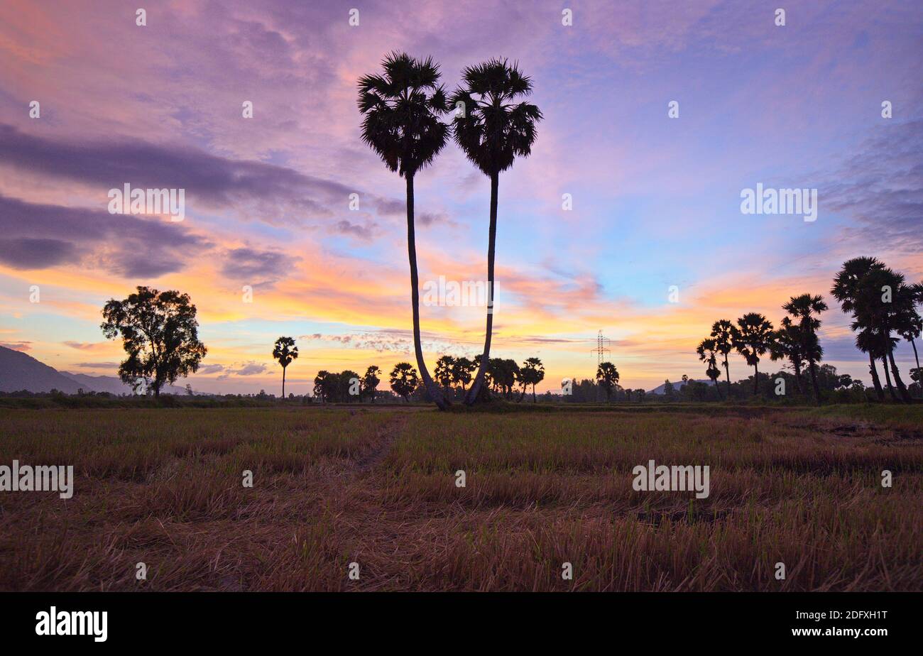 Palmary tree hi-res stock photography and images - Alamy