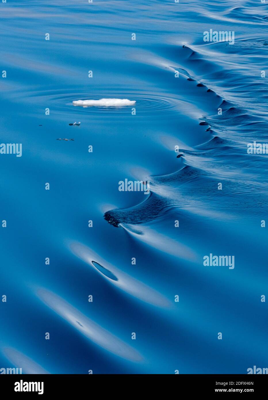 Floating ice on Bering Sea, Russia Far East Stock Photo - Alamy