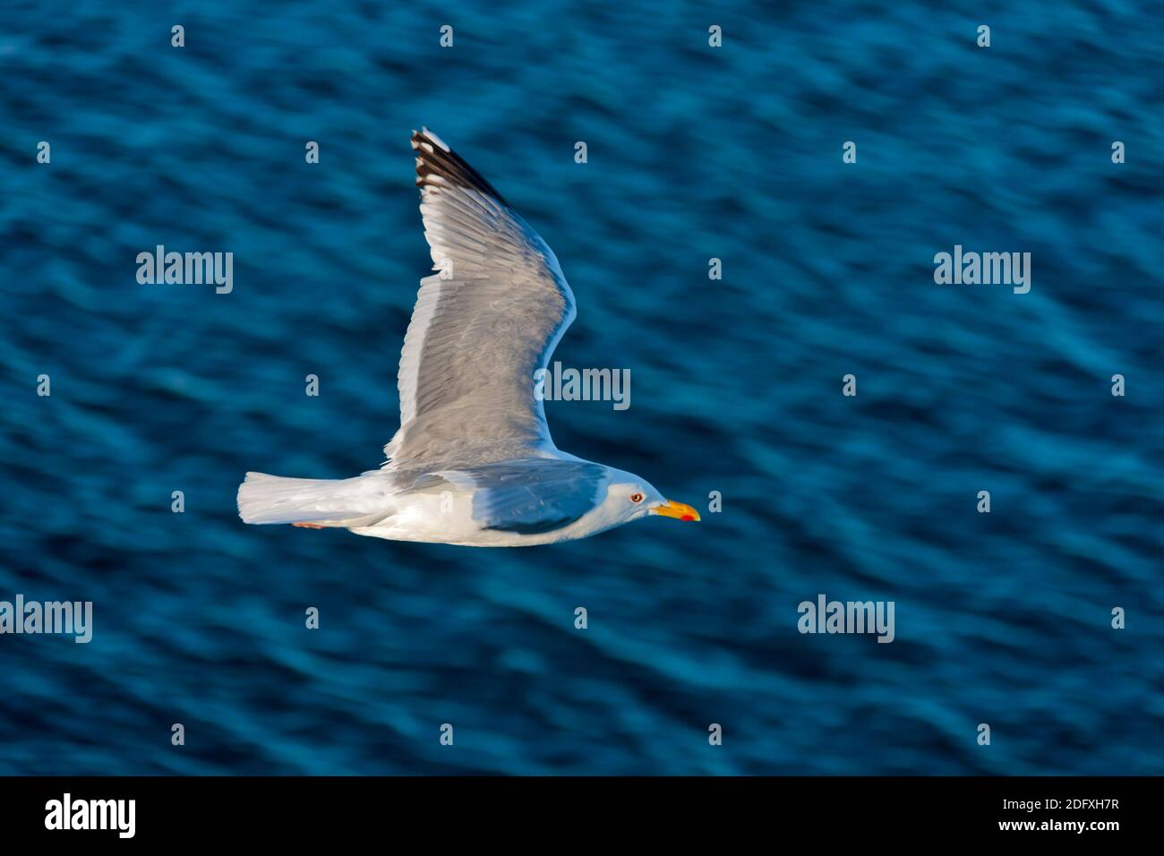 Seagull flying on Bering Sea, Russia Far East Stock Photo - Alamy