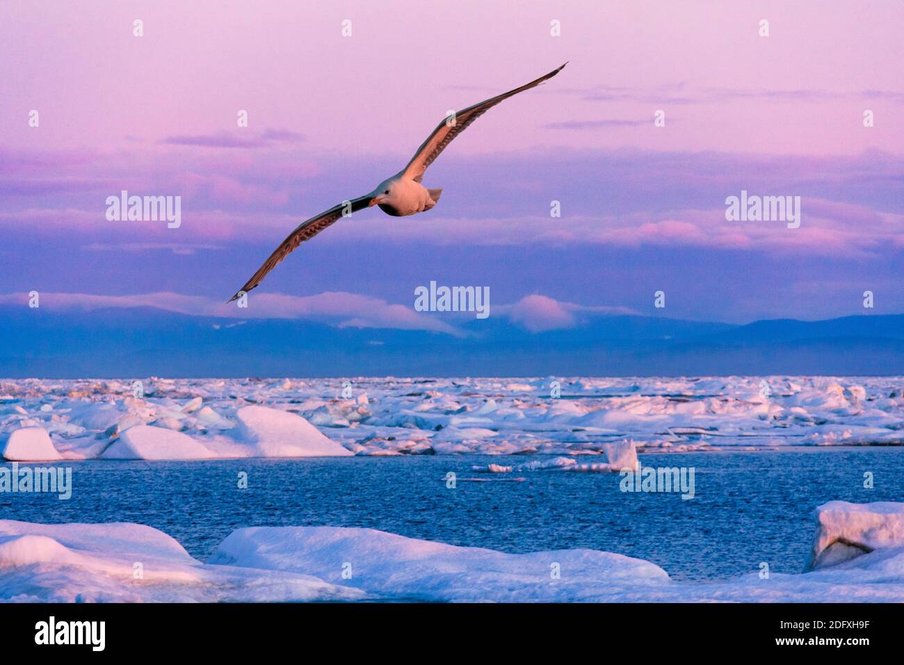 Seagull flying over floating ice in Bering Sea, Russia Far East Stock ...