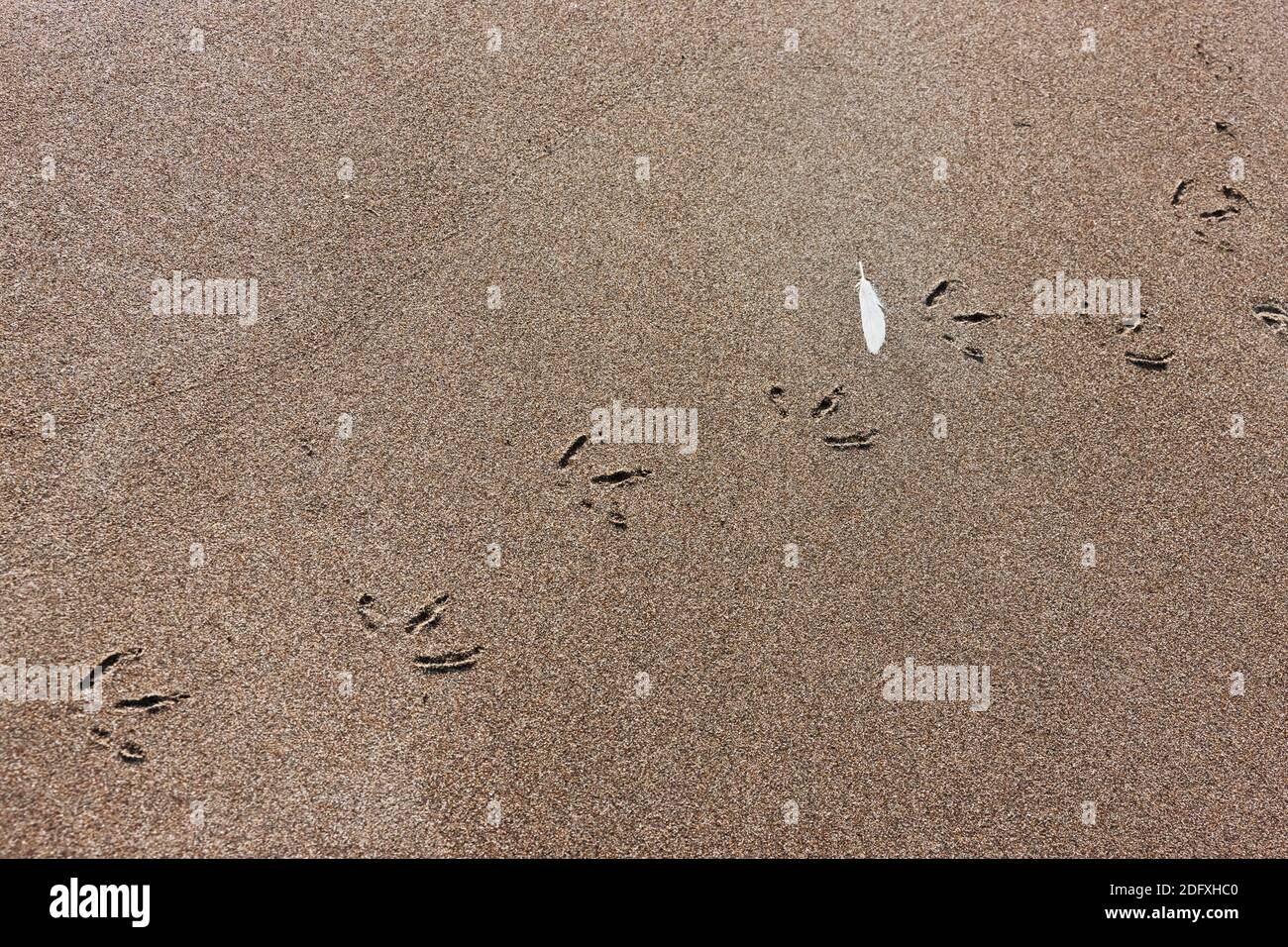 Bird footprint hi-res stock photography and images - Alamy